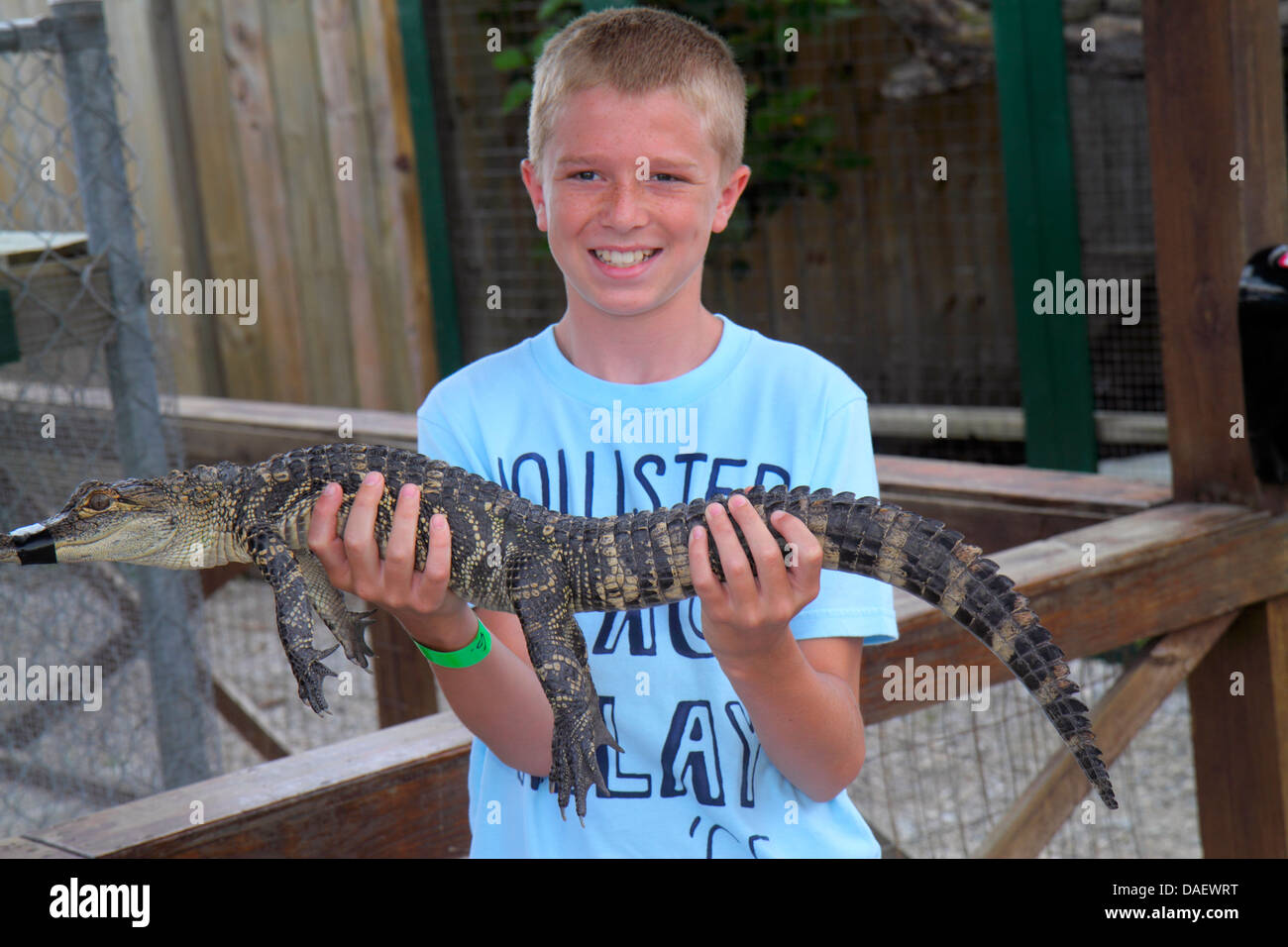 Juvenile Alligator High Resolution Stock Photography and Images - Alamy