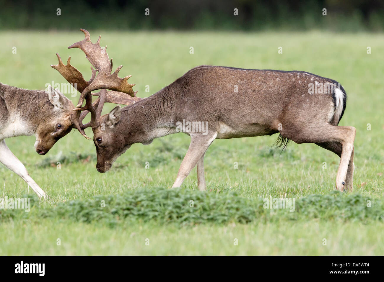 Deer fighting hi-res stock photography and images - Alamy