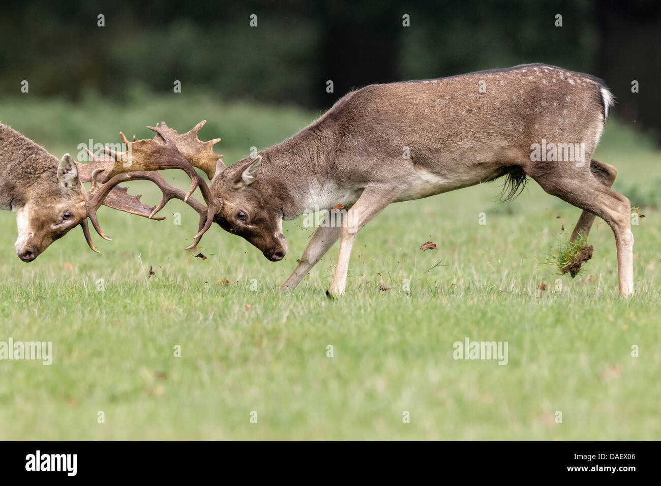 Fallow Deer fighting Stock Photo - Alamy