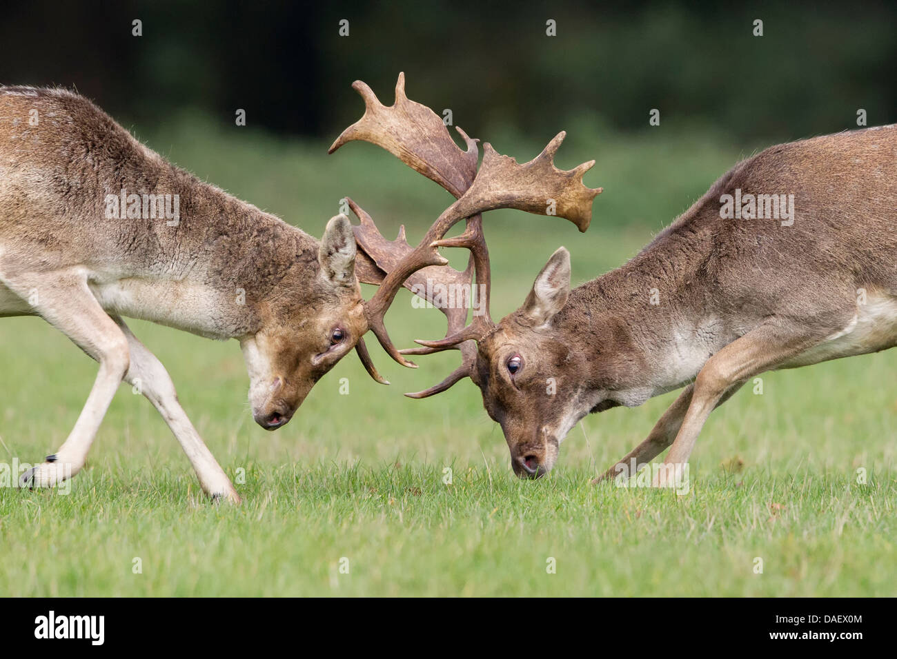 Deer Fighting High Resolution Stock Photography and Images - Alamy
