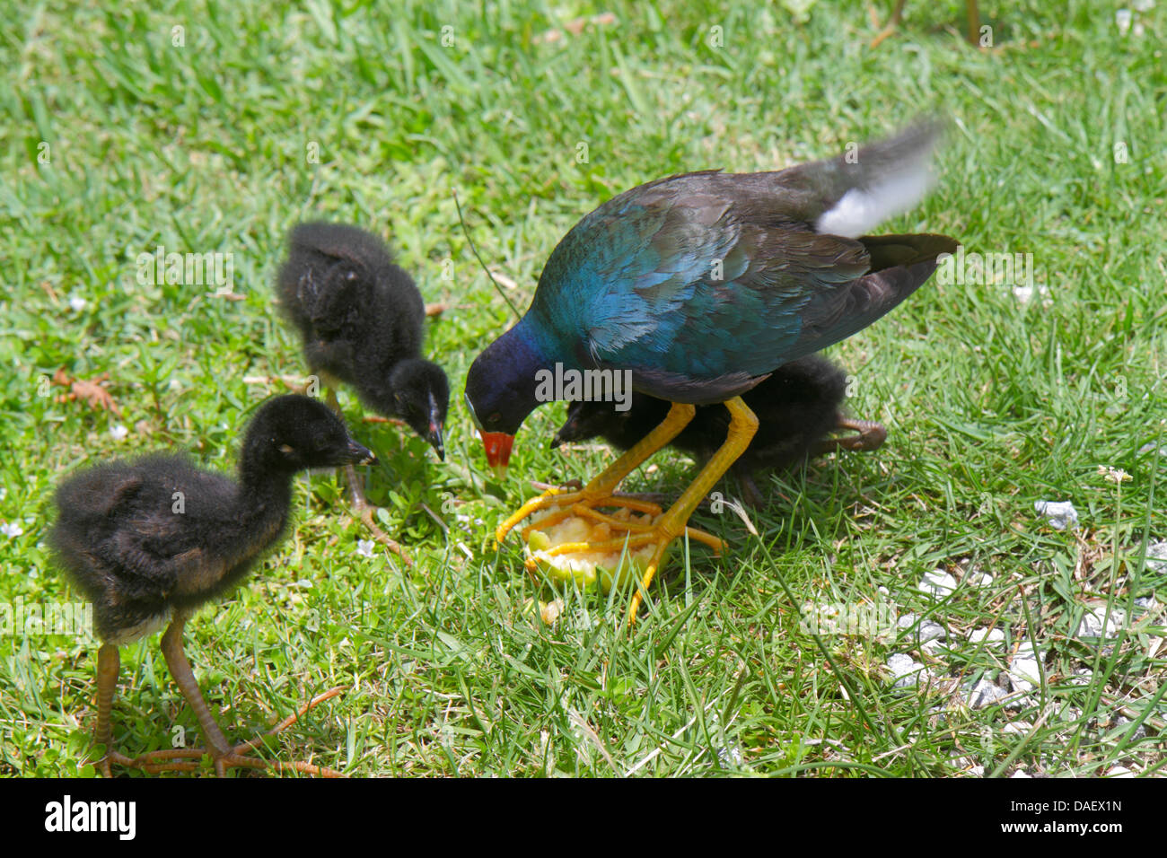 Swamp hen with chicks hi-res stock photography and images - Alamy