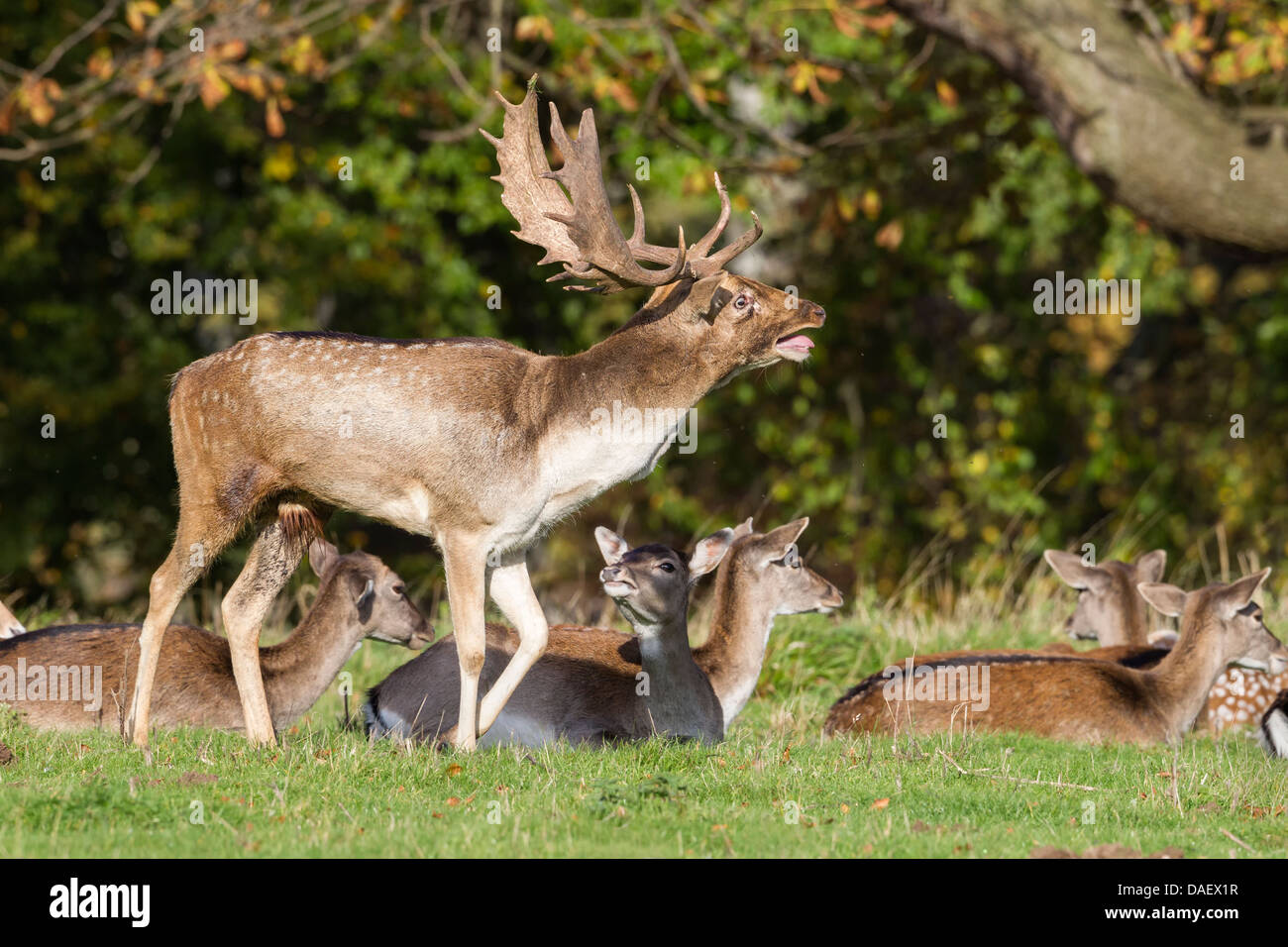 Fallow Deer buck bugling and displaying during the annual rut Stock ...