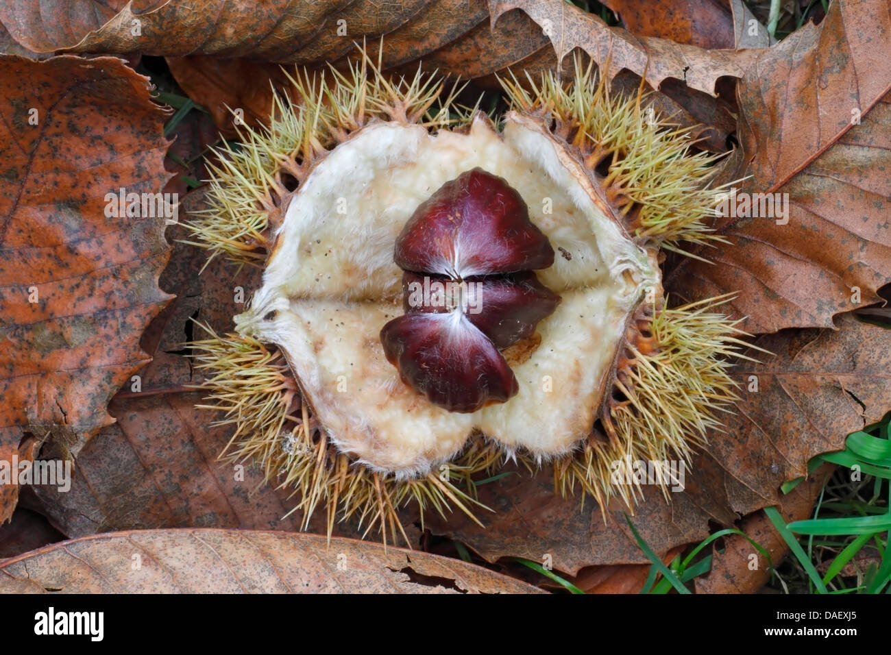 Horse Chestnut Seed