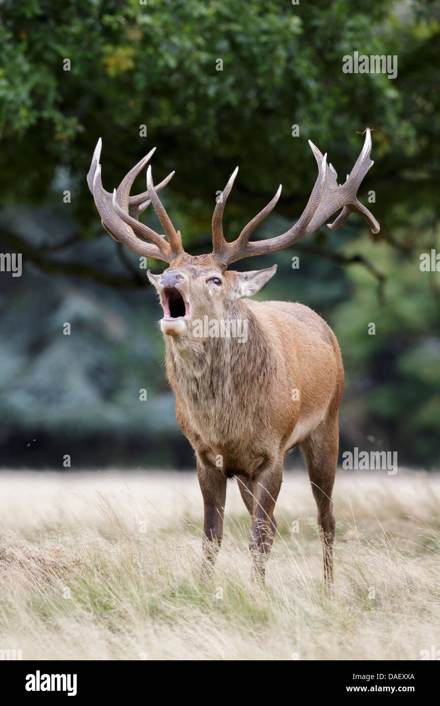 Red deer stag bugling hi-res stock photography and images - Alamy