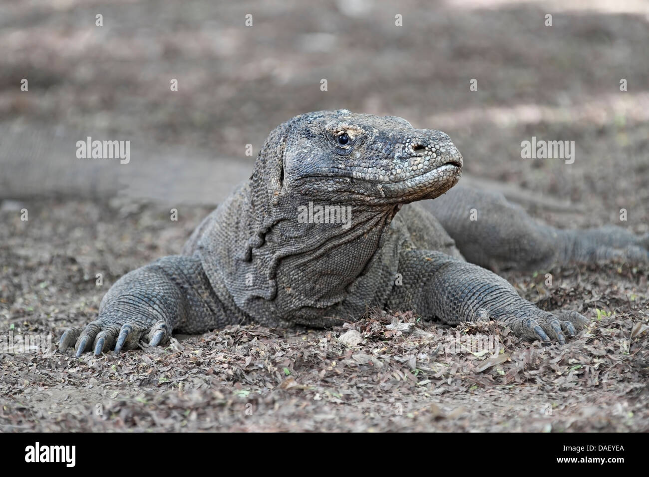 Komodo dragon claw High Resolution Stock Photography and Images - Alamy