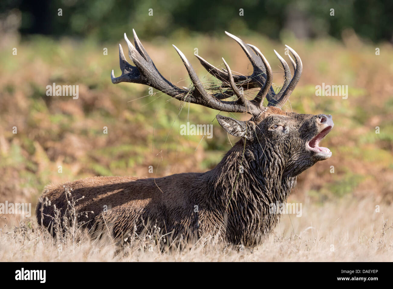 Red Deer Stag bellowing and displaying during the rut Stock Photo - Alamy