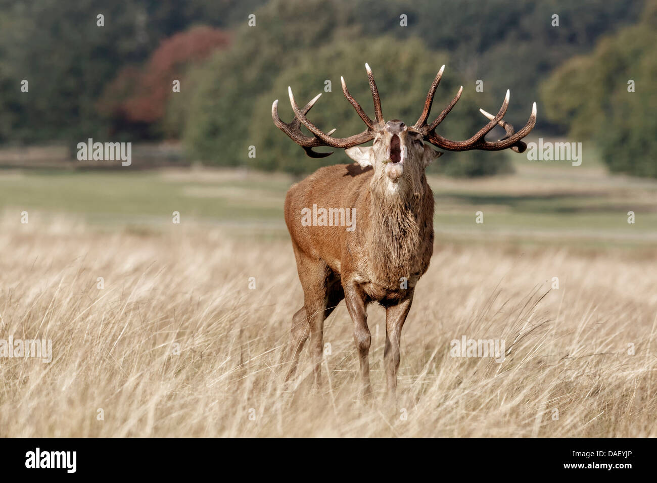 Red Deer Stag bellowing and displaying during the rut Stock Photo - Alamy