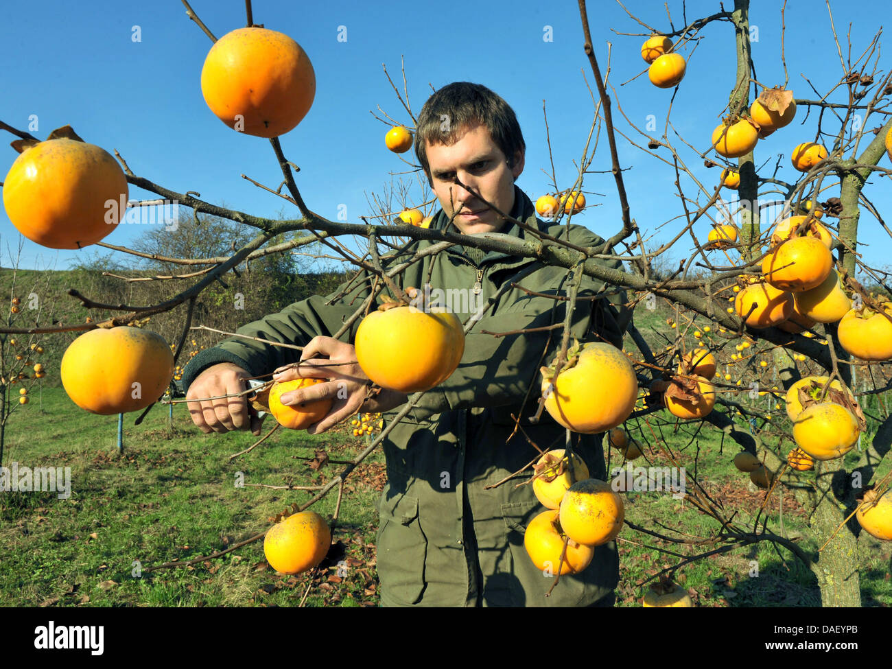 Farmer Matthias Schott harvests Kaki fruits on a plantation in Sasbach ...