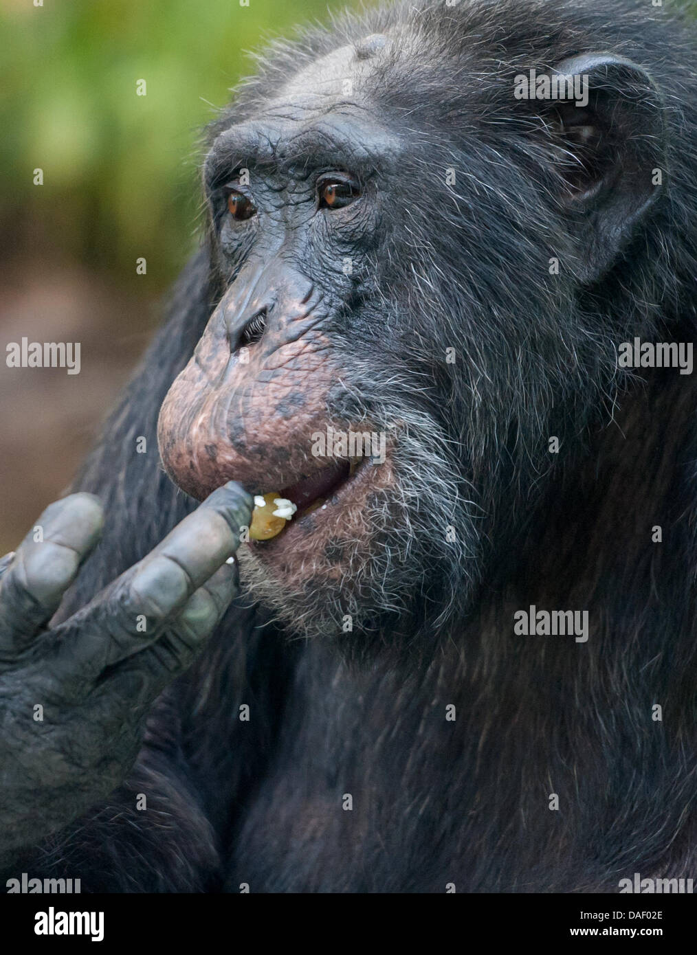 Chimpanzee birthday hi-res stock photography and images - Alamy