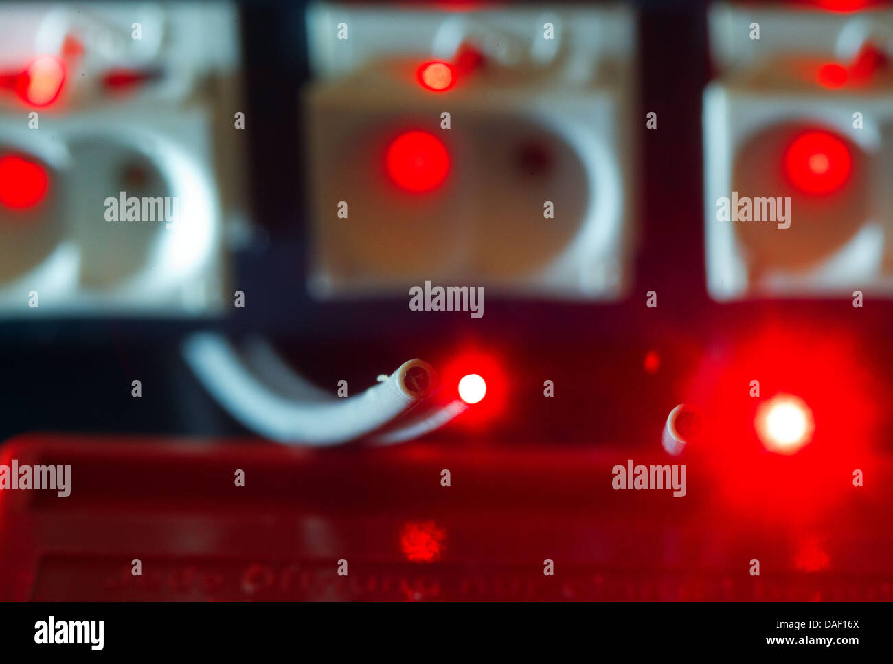 A red glowing fiber optic cable for household fiber optic networks are ...