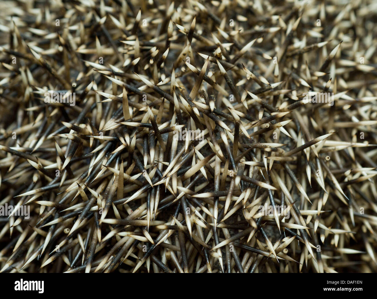 Sick Hedgehog High Resolution Stock Photography and Images - Alamy