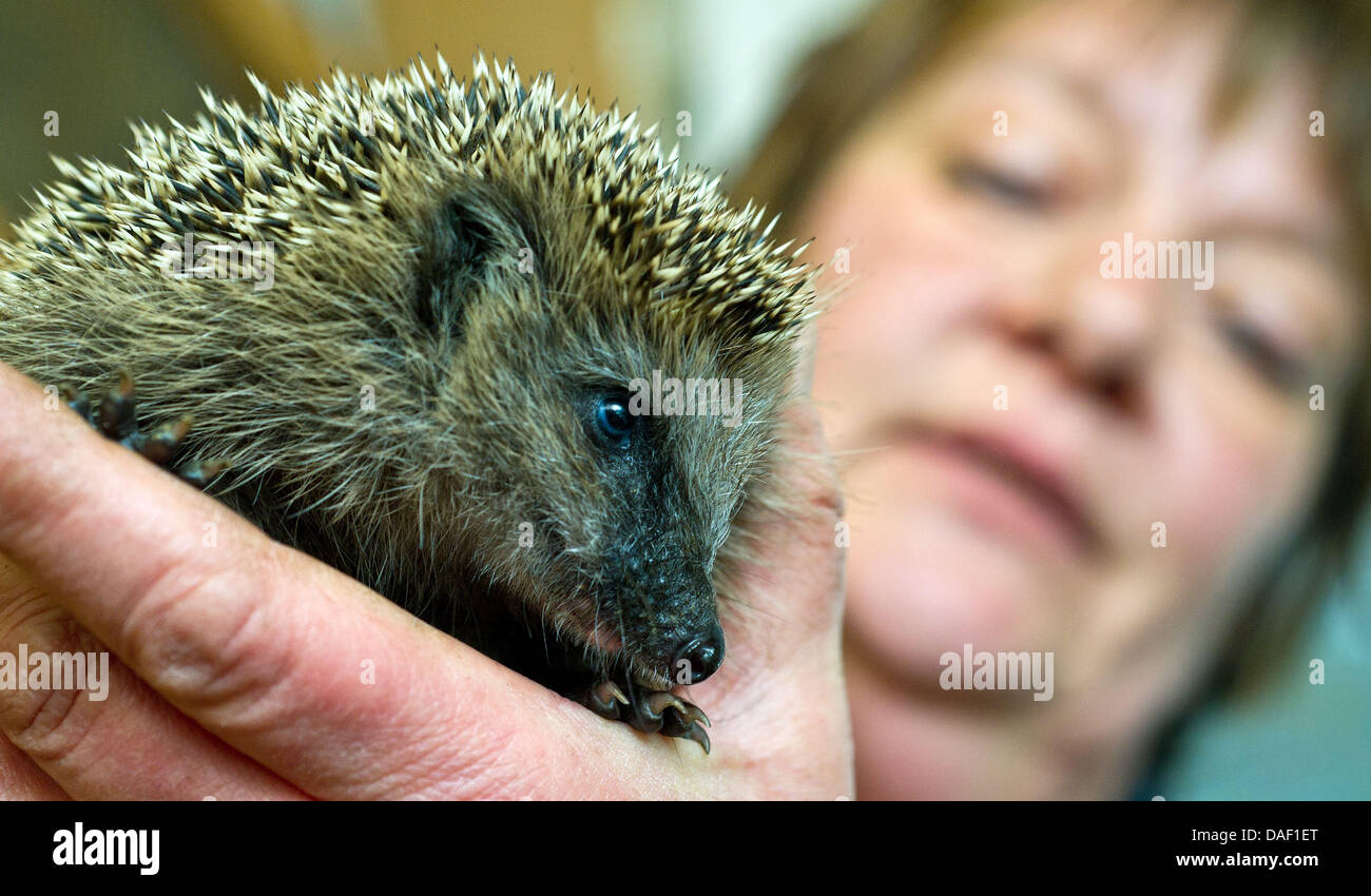 Sick Hedgehog High Resolution Stock Photography and Images - Alamy