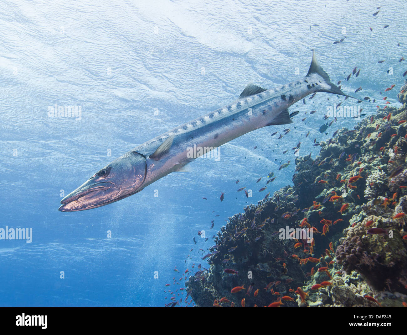 Great barracuda swimming on an underwater tropical coral reef Stock ...