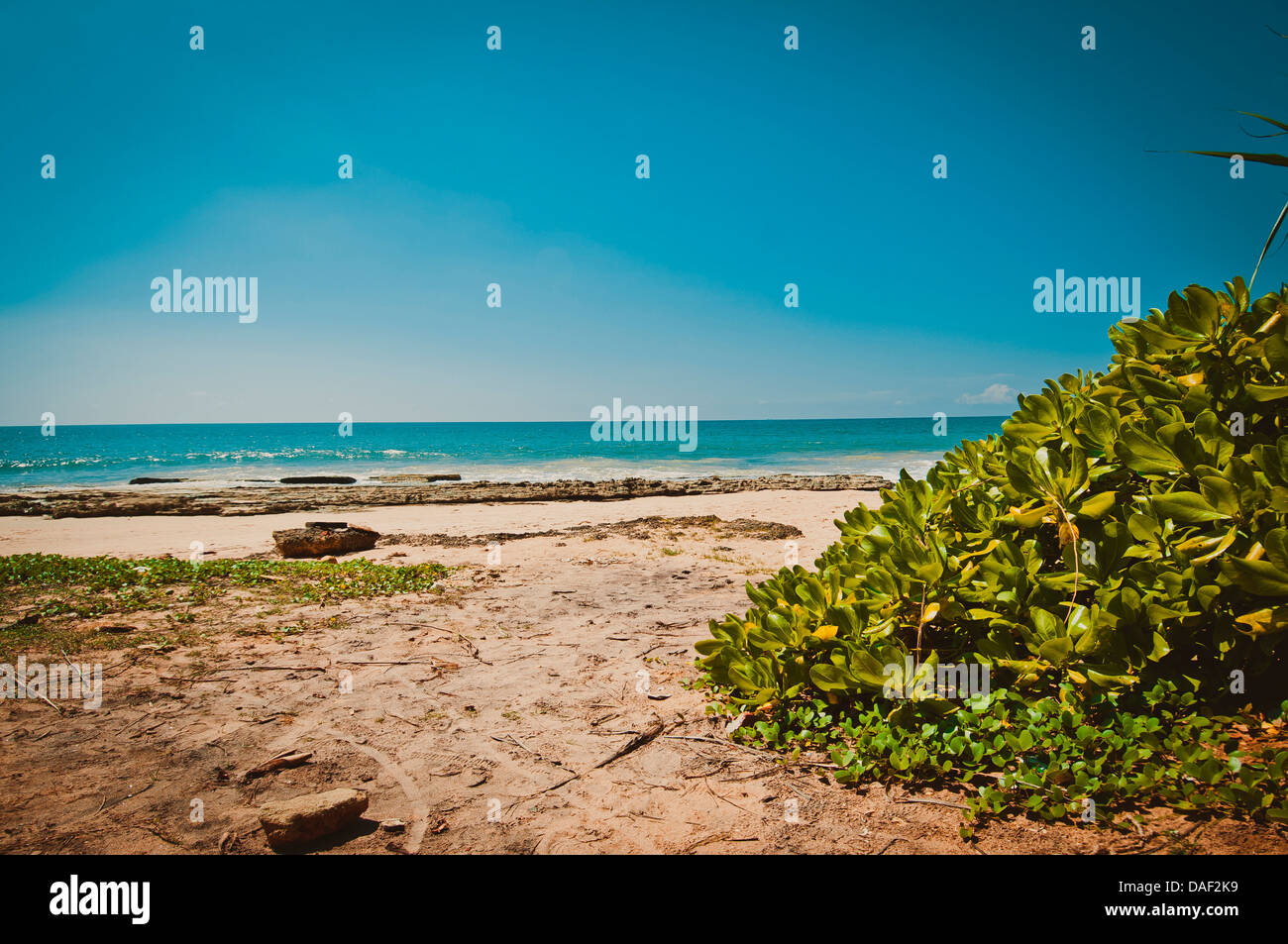 A sea landscape with a green bush Stock Photo - Alamy