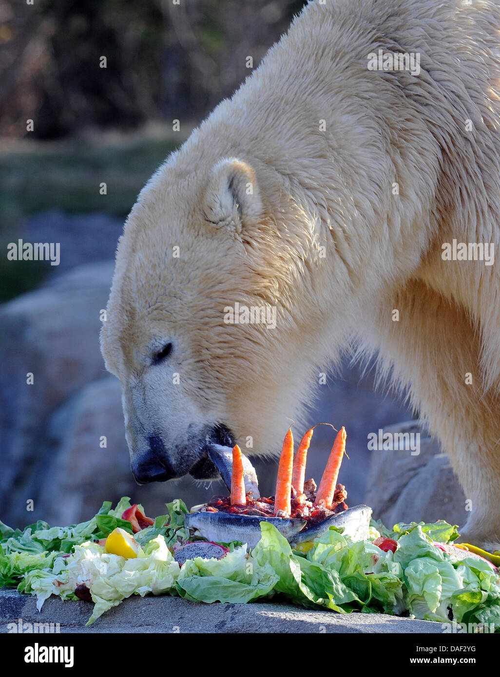 Bear Eating Cake Shoushan Zoo's Special Birthday Cake To Celebrate The