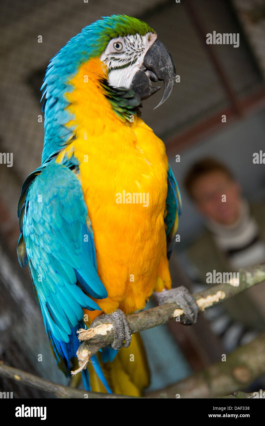 A blue-and-yellow Macaw sits inside its aviary at the zoo in Stralsund ...