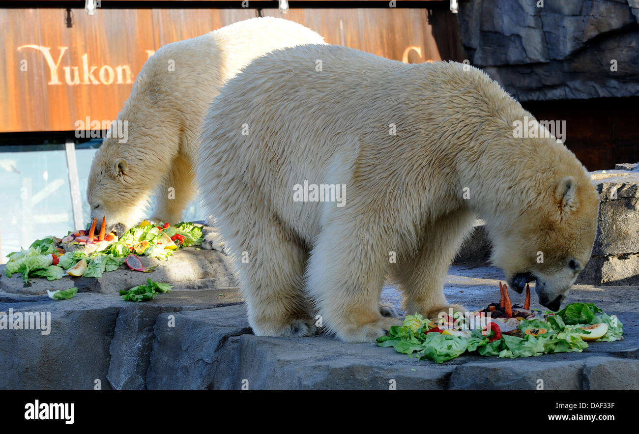 Polar bears 'Nanuq' and 'Arktos' (L-R) eat their 'ice cakes' on ...