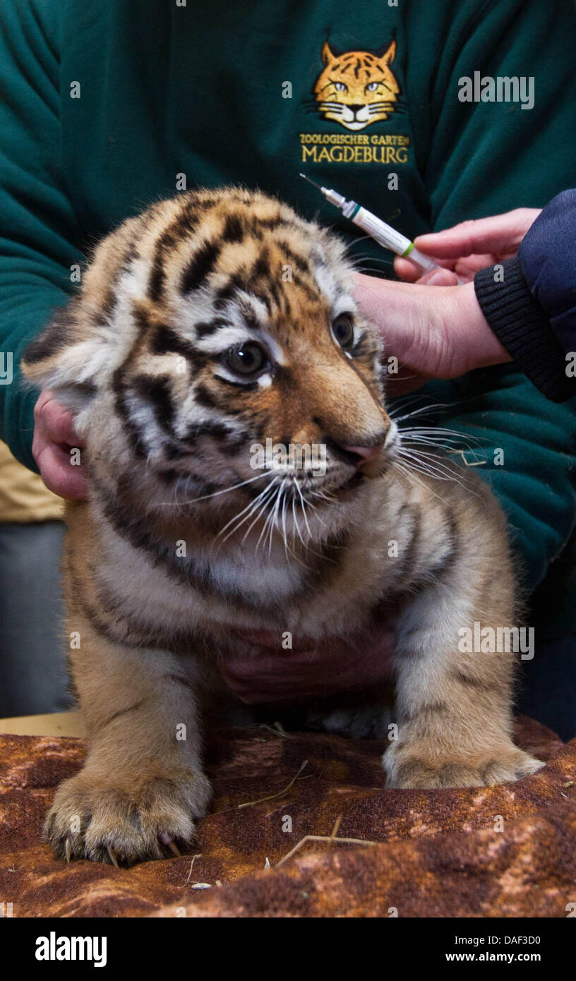 A young Siberian tiger is vaccinated at the Zoological Gardens in ...