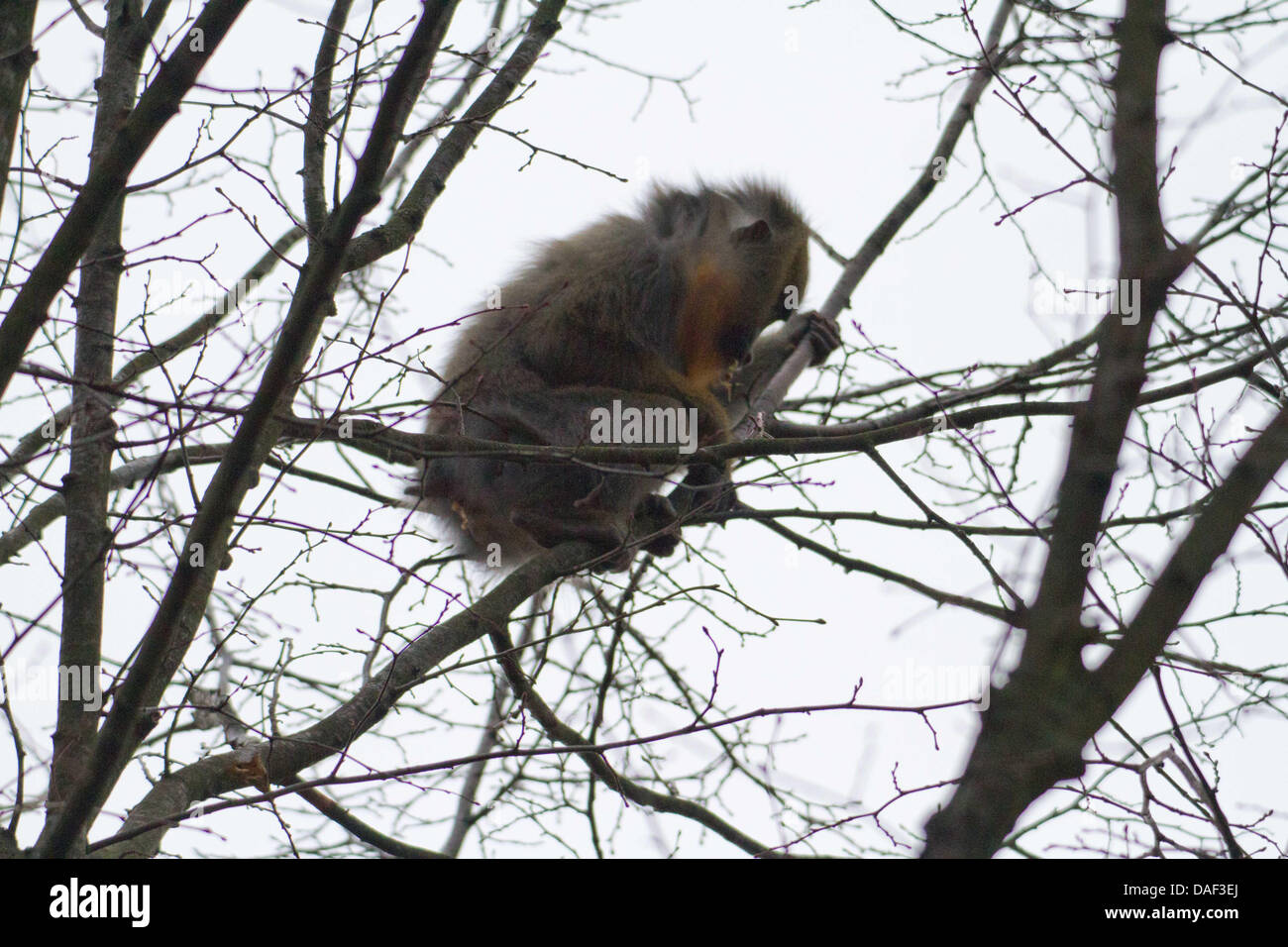 A mandrill primate sits in a tree near Hagenbeck animal park in Hamburg ...
