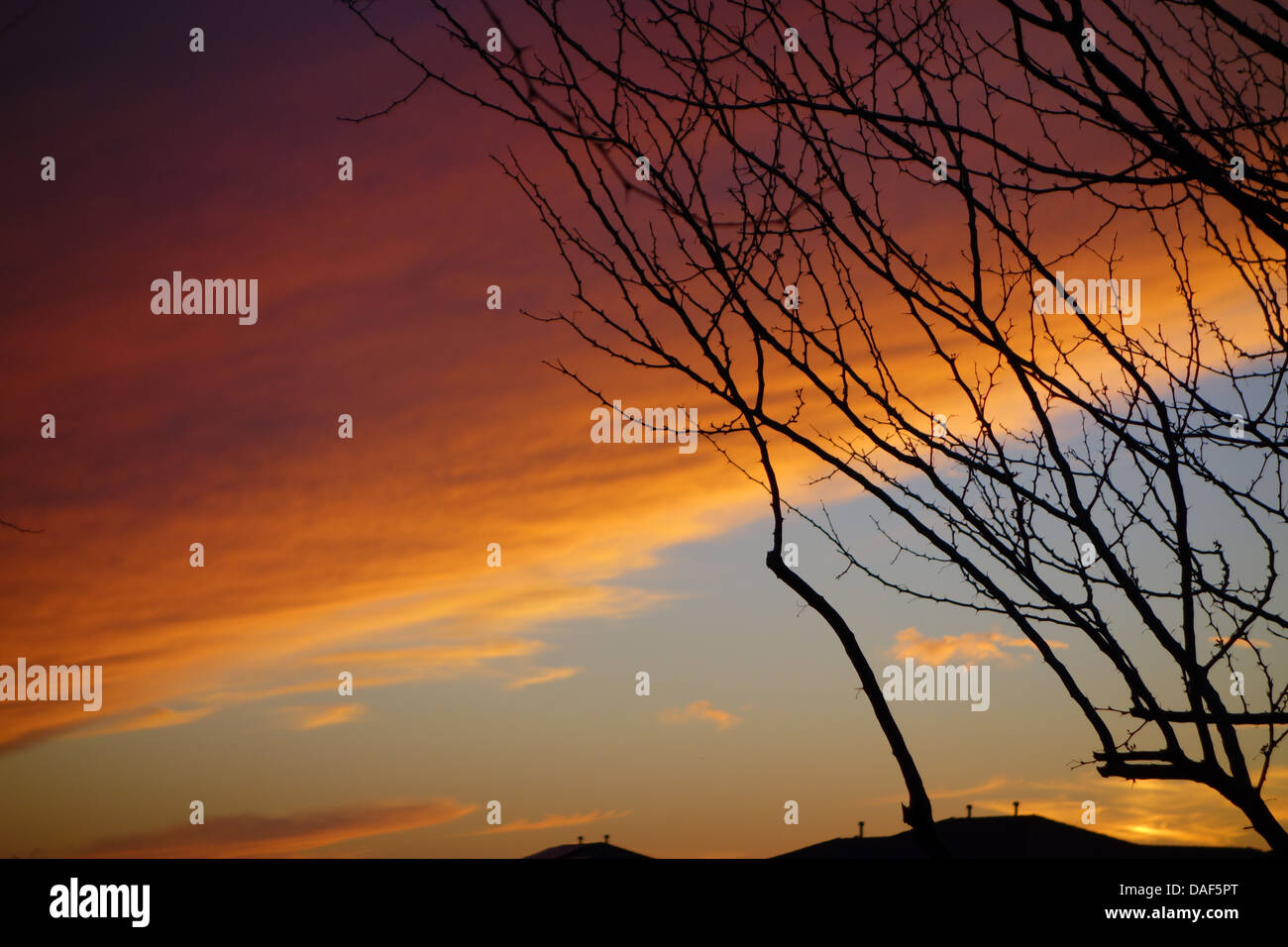 Arizona, AZ, Sunset, Trees, Orange, Blue, Sky, Summer, Warm, Vibrant ...