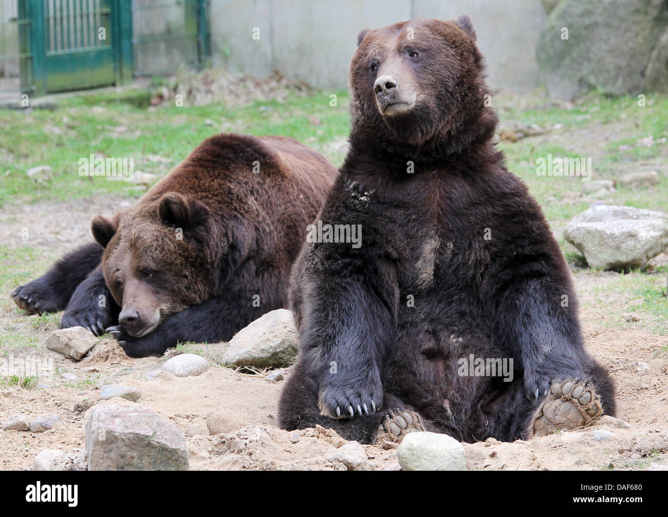 Brown bears Fred (L) and Frode (R) yawn in Guestrow, Germany, 10 ...