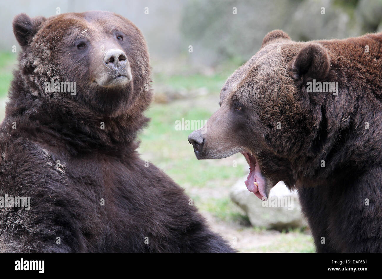 Brown bears Fred (L) and Frode (R) yawn in Guestrow, Germany, 10 ...