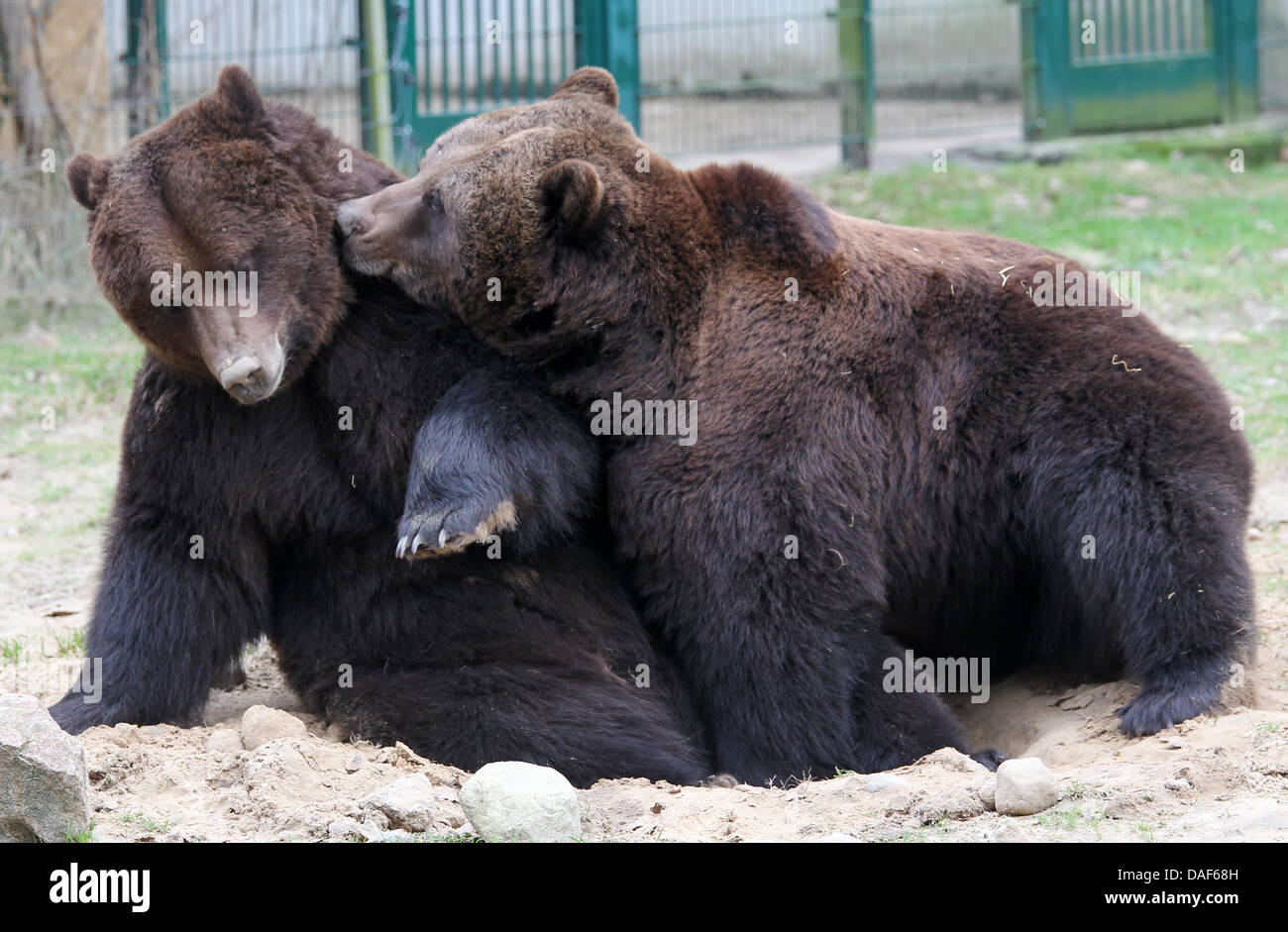 Brown bears Fred (L) and Frode (R) yawn in Guestrow, Germany, 10 ...