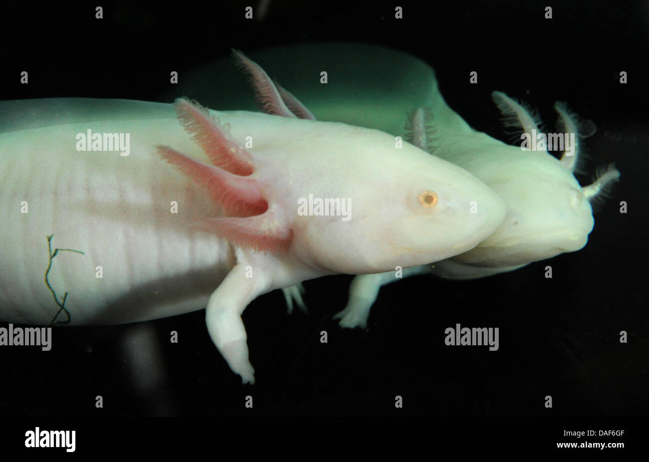 Axolotl ambystoma mexicanum in a aquarium hi-res stock photography and ...