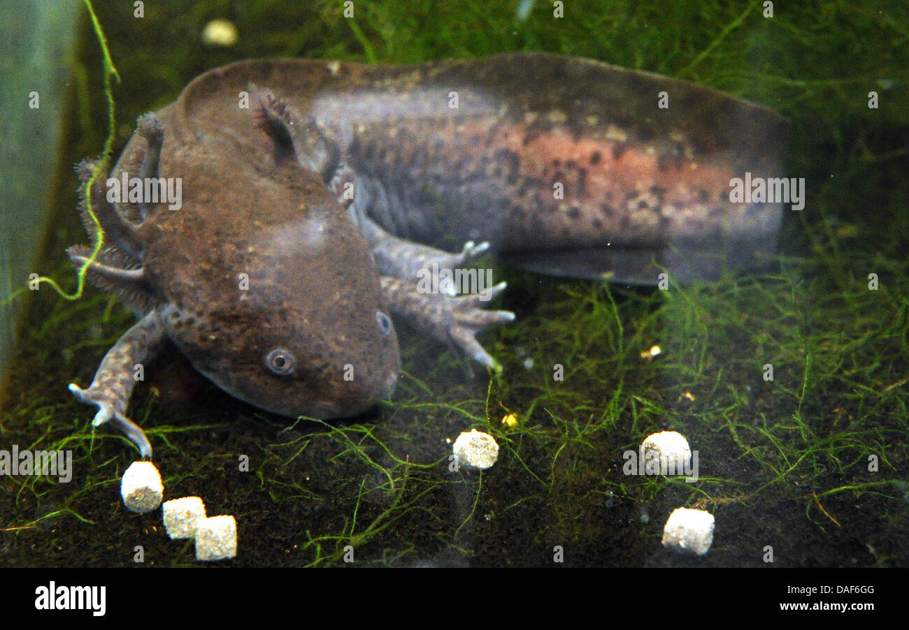 Axolotl ambystoma mexicanum in a aquarium hi-res stock photography and ...