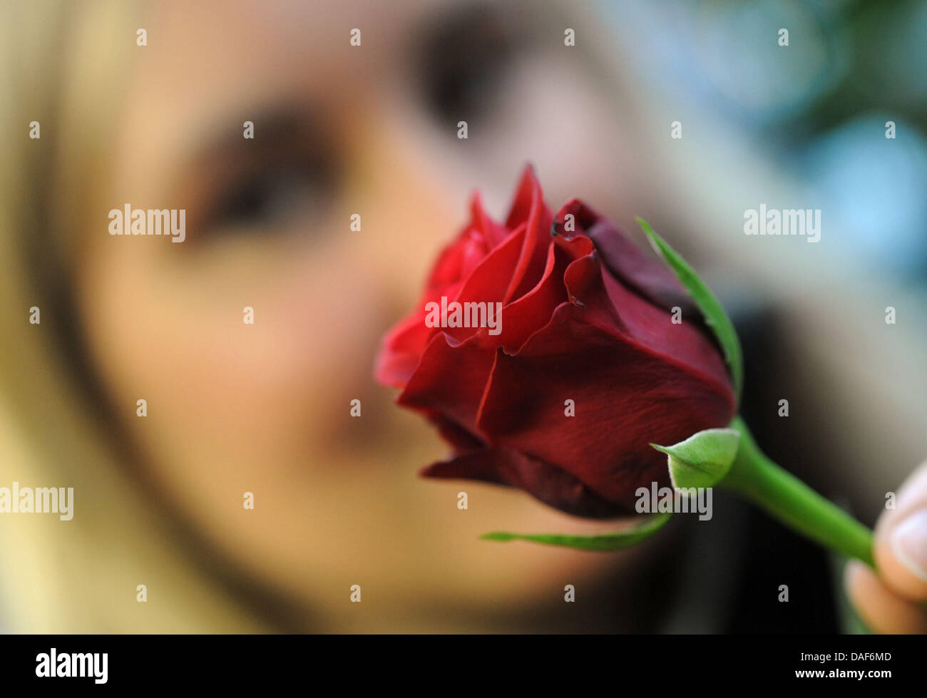 A red rose being held by a young woman, whose face is blurred in the ...
