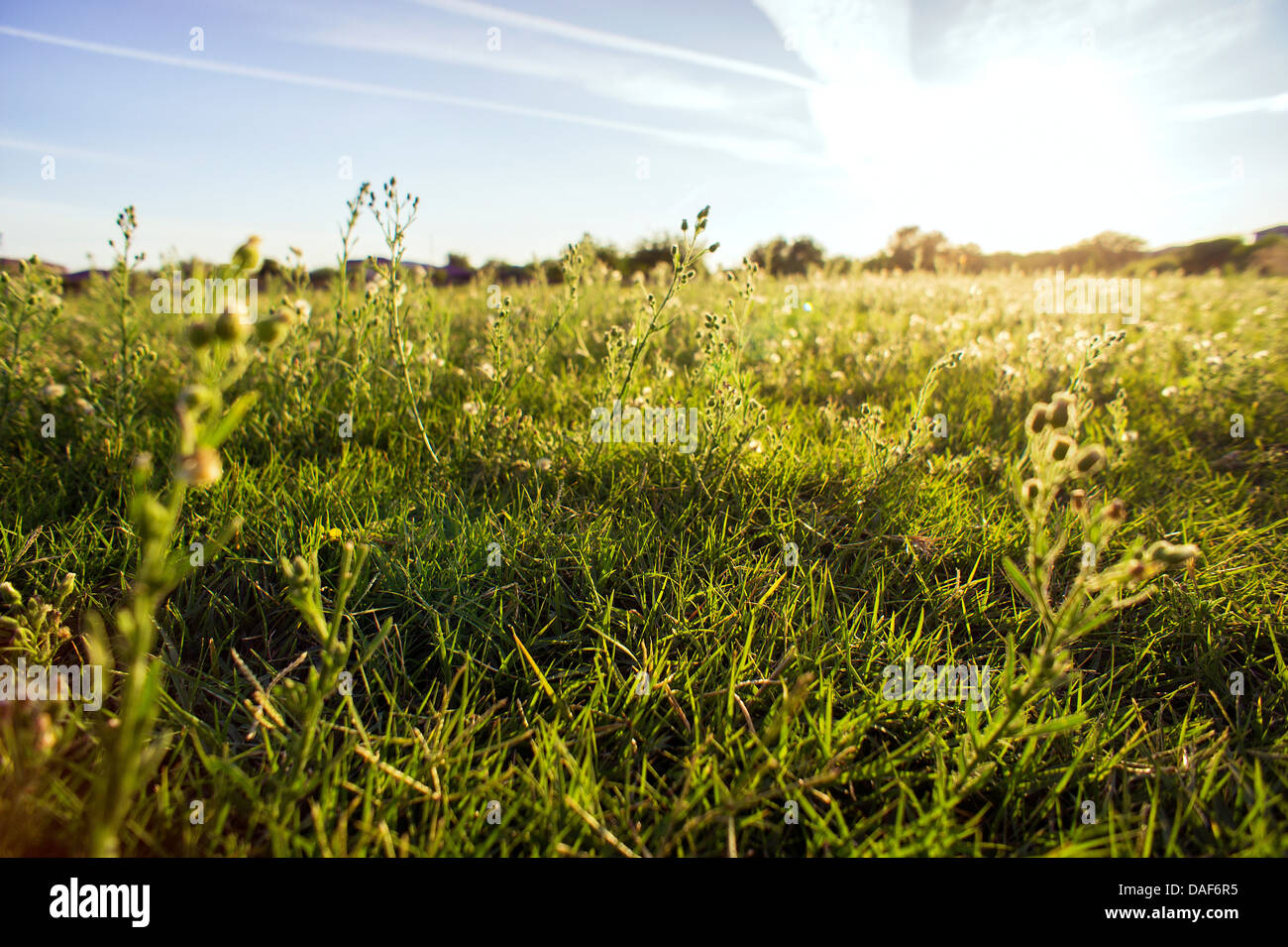 Arizona, Grass, Summer, Sunset, Rimlight, Green, AZ, Clouds, Wide Angle ...