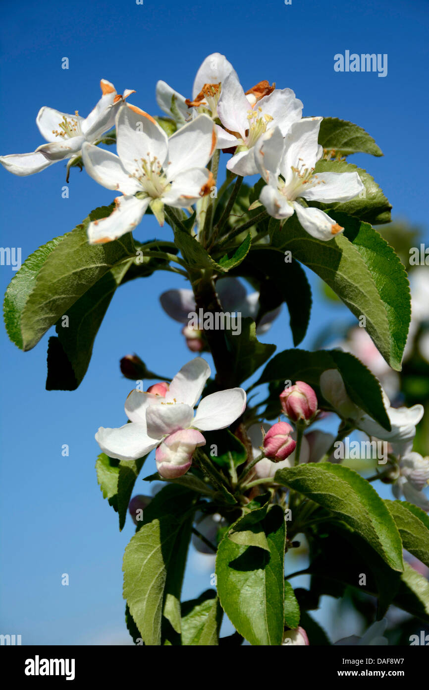 Apple blossom tree in Springtime. Auvergne. France Stock Photo - Alamy