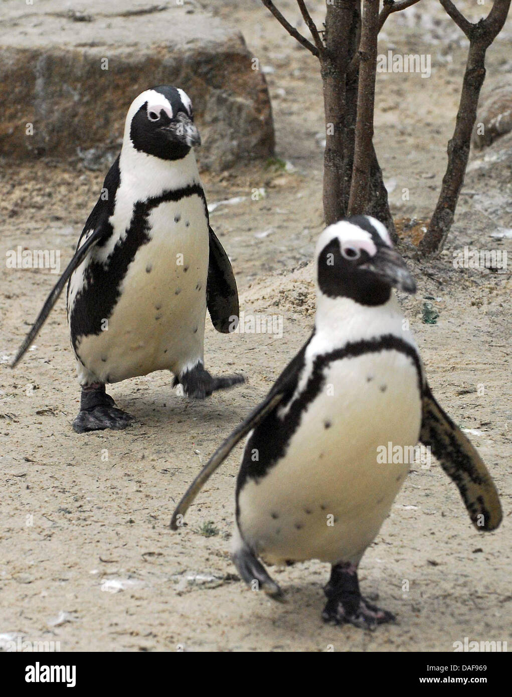 Penguin follows hi-res stock photography and images - Alamy