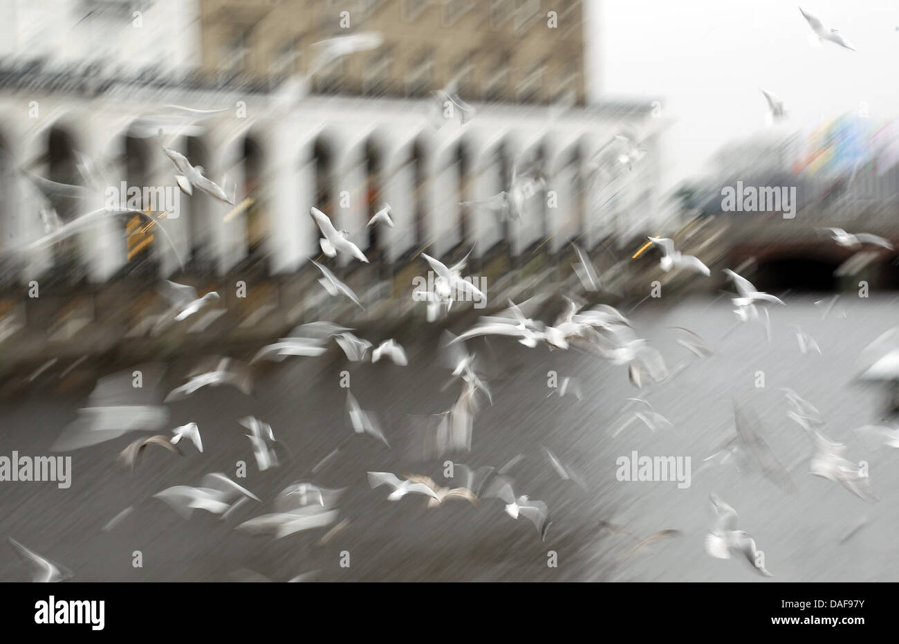 A flock of seagulls circles over the Alster in Hamburg, Germany, 14 ...