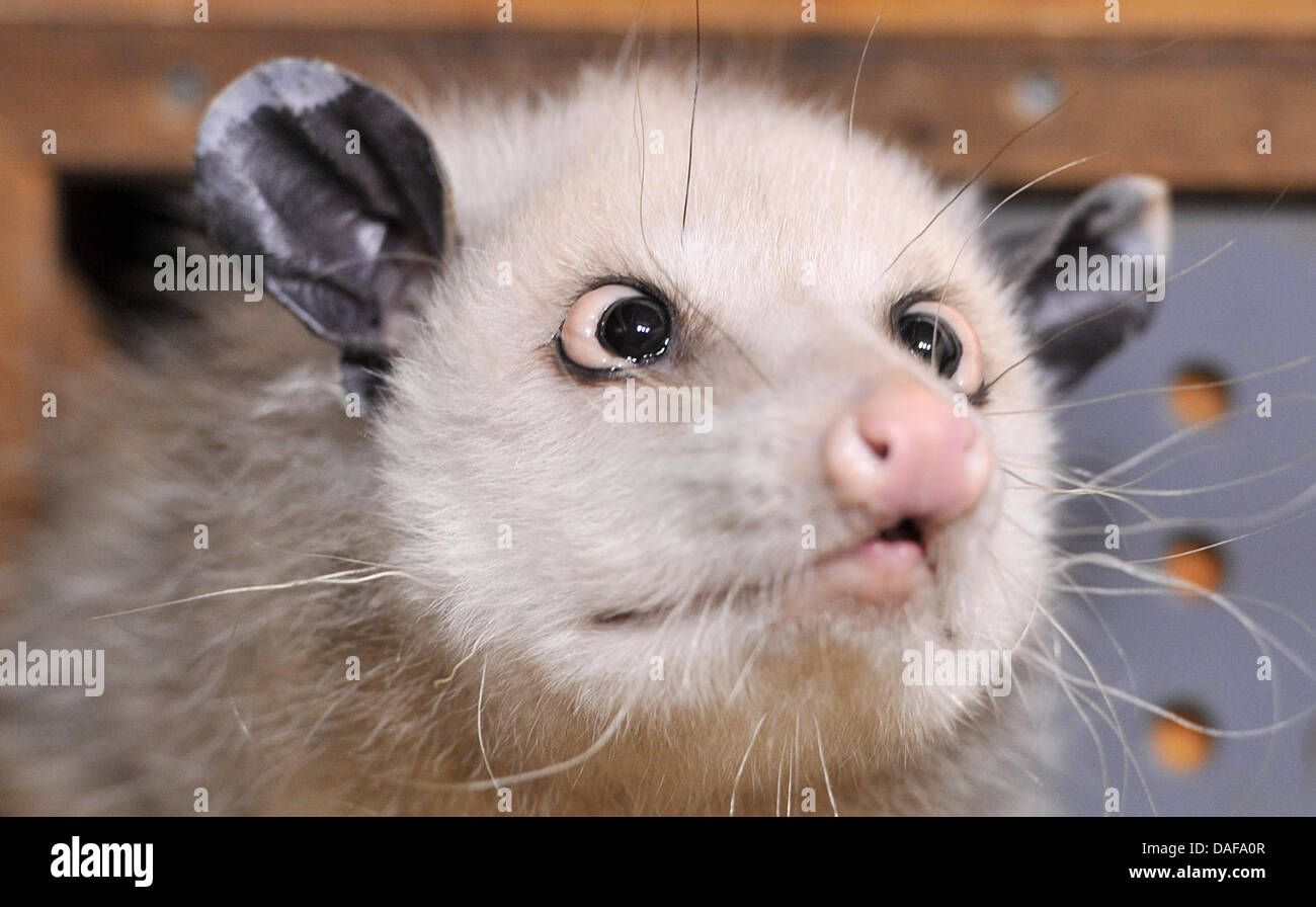 The cross-eyed opossum Heidi sits in her enclosure at the zoo in ...
