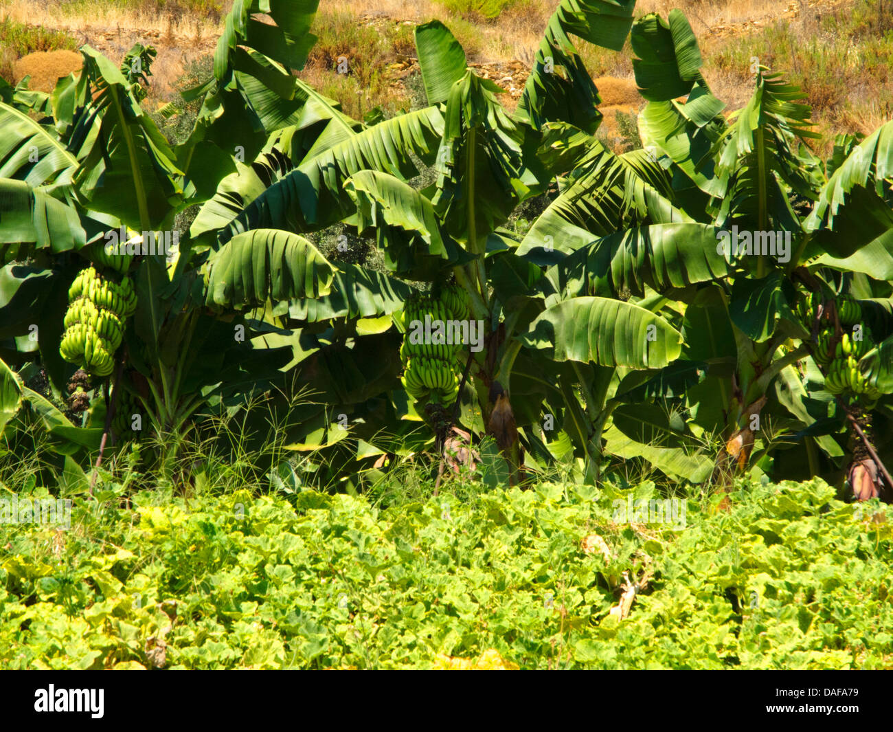 Türkei, Provinz Icel (Mersin), Anamur, Bananenstauden Stock Photo - Alamy
