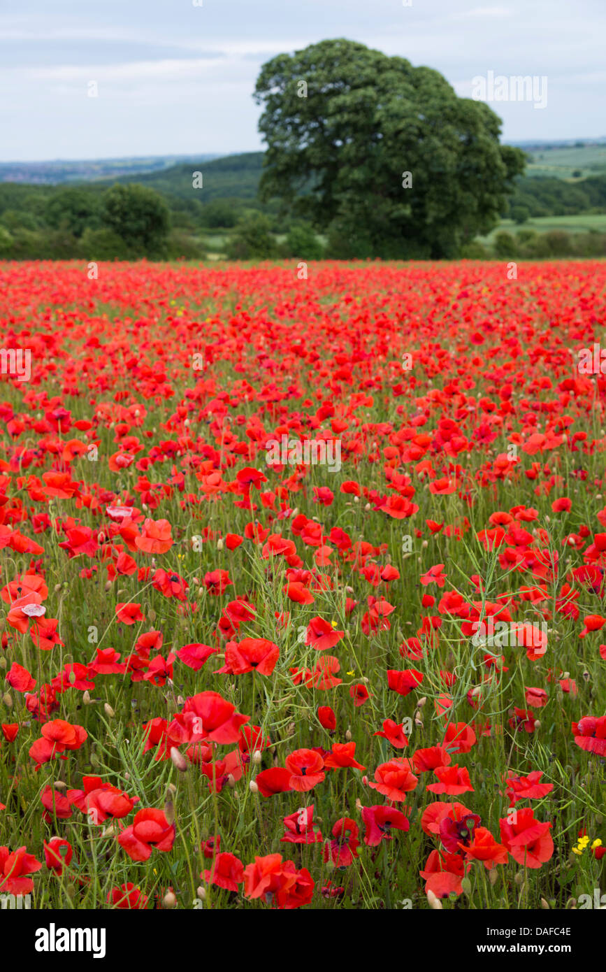 Field of red poppies in the Derbyshire countryside England Stock Photo ...