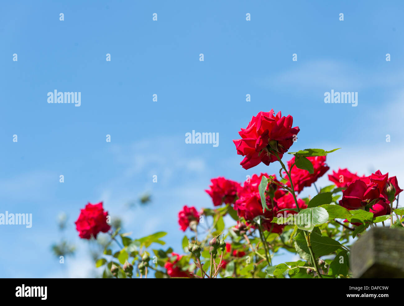 Red roses against a blue sky background Derbyshire England Stock Photo ...
