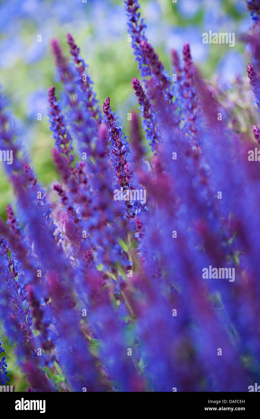 Salvia plants hi-res stock photography and images - Alamy