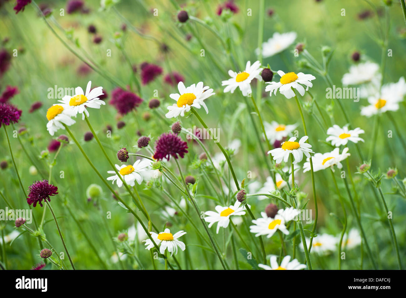 Daisies in meadow style planting Stock Photo - Alamy