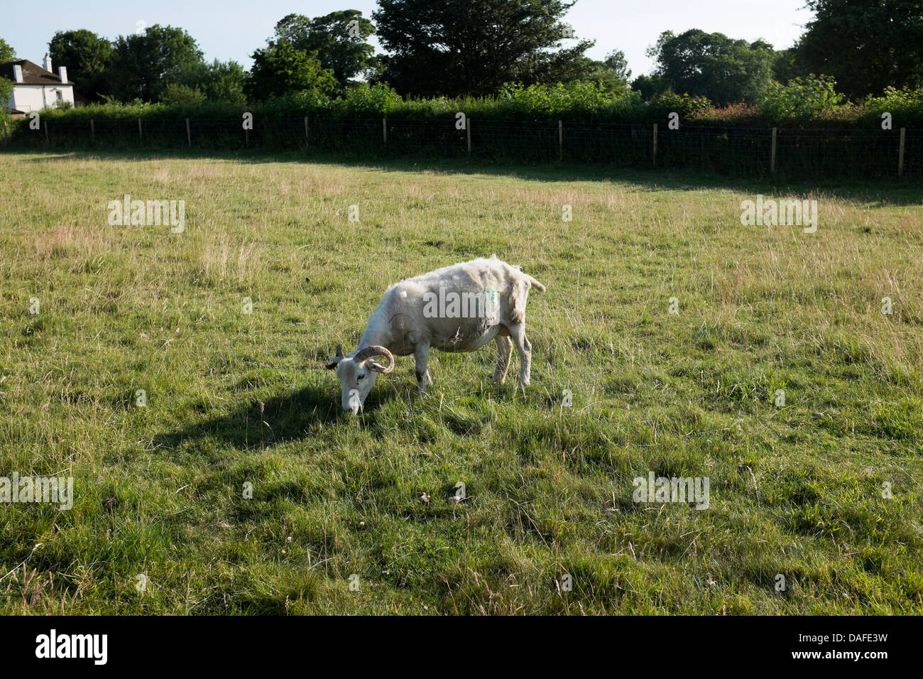Freshly shorn sheep hi-res stock photography and images - Alamy