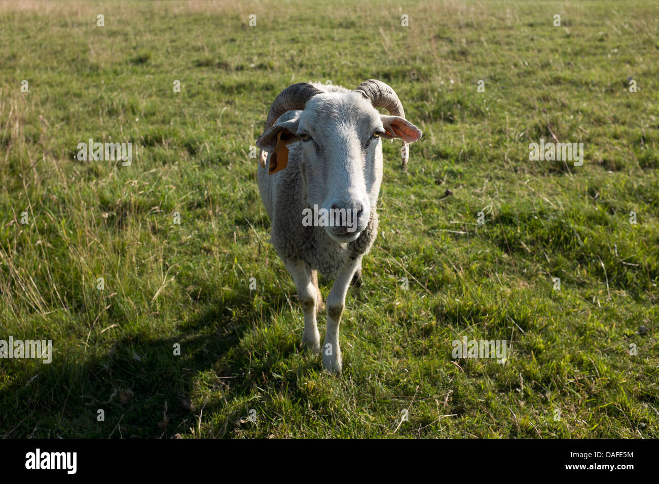 Staring sheep hi-res stock photography and images - Alamy