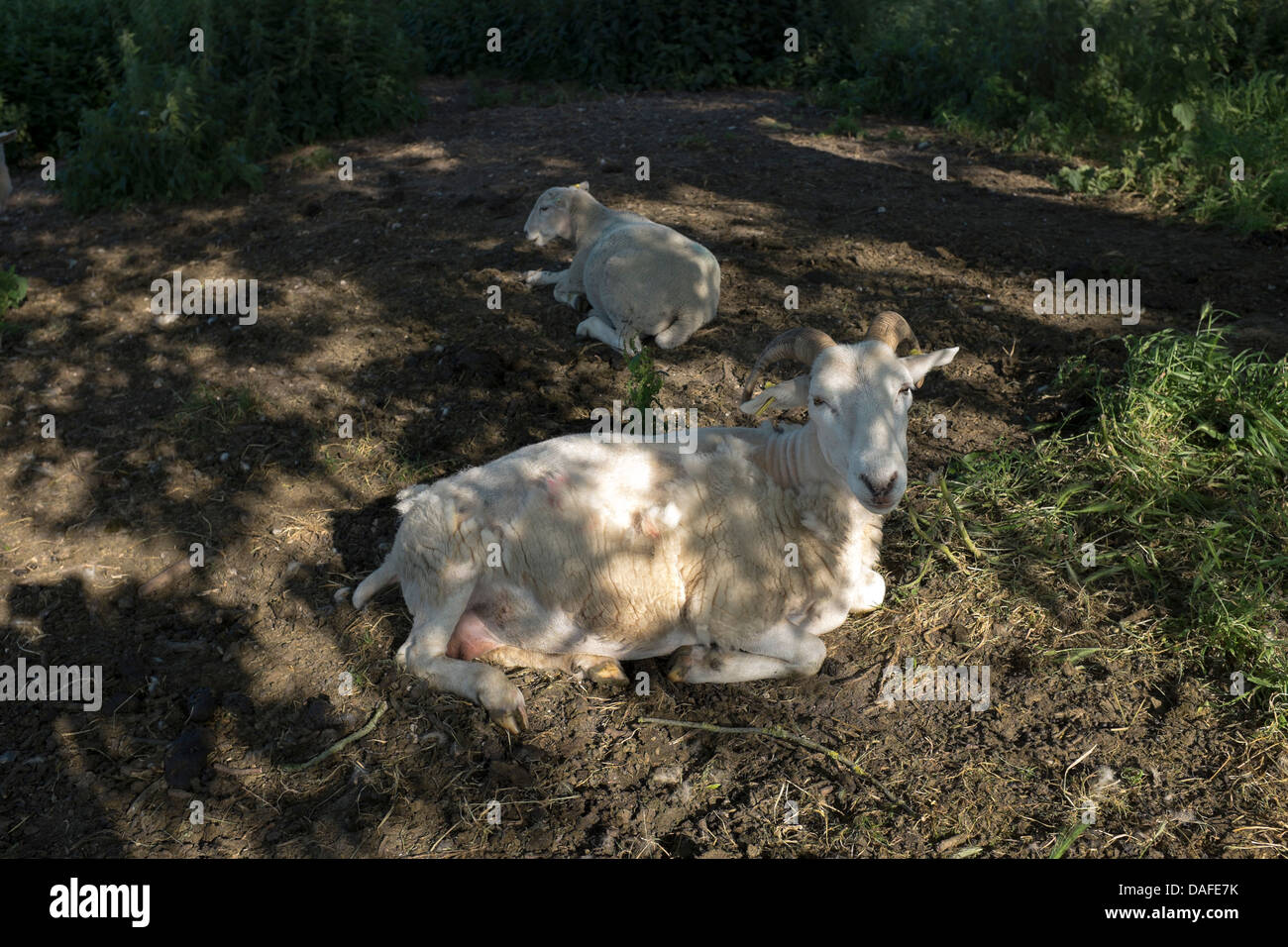 Freshly Shorn Sheep lying in shade of Tree Stock Photo - Alamy