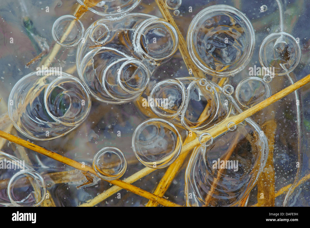 ice crust on puddle, Germany Stock Photo - Alamy