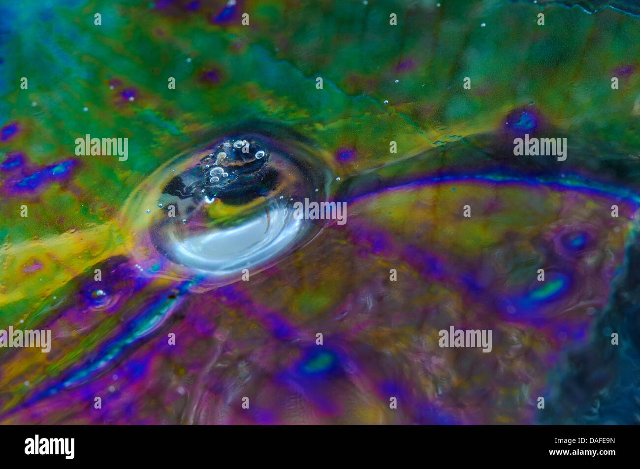 Ice crusts hi-res stock photography and images - Alamy