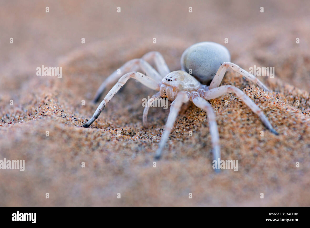 White Lady Spider, Dancing White Lady Spider (Leucorchestris arenicola ...