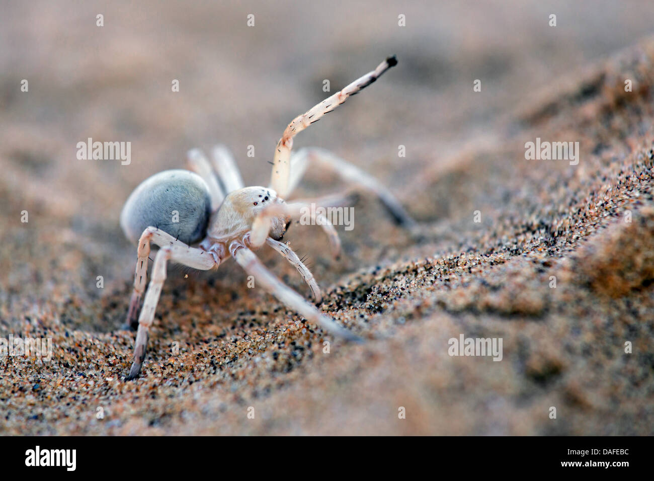 White Lady Spider, Dancing White Lady Spider (Leucorchestris arenicola ...