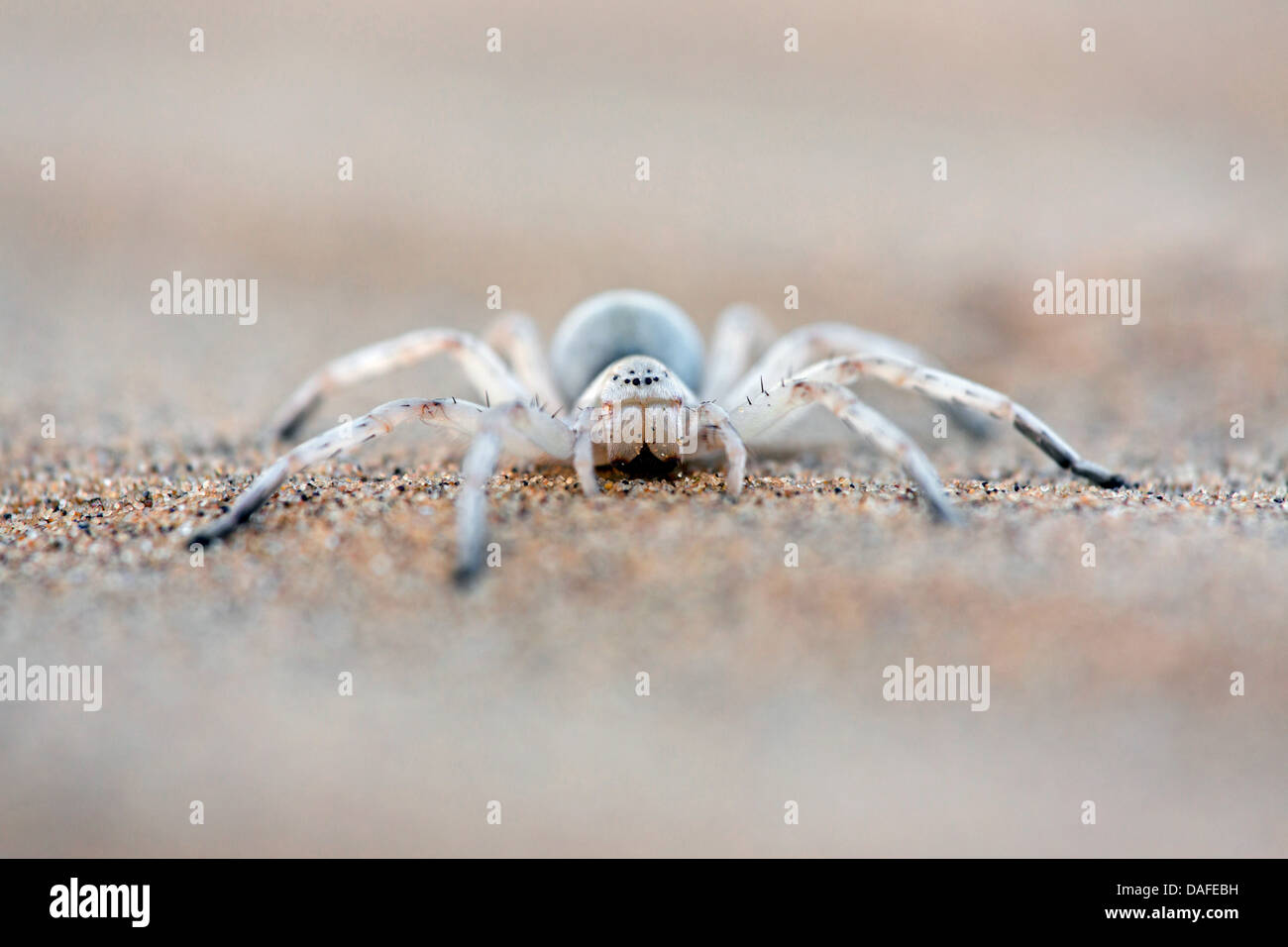 White Lady Spider, Dancing White Lady Spider (Leucorchestris arenicola ...