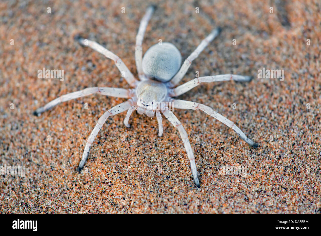 White Lady Spider, Dancing White Lady Spider (Leucorchestris arenicola ...