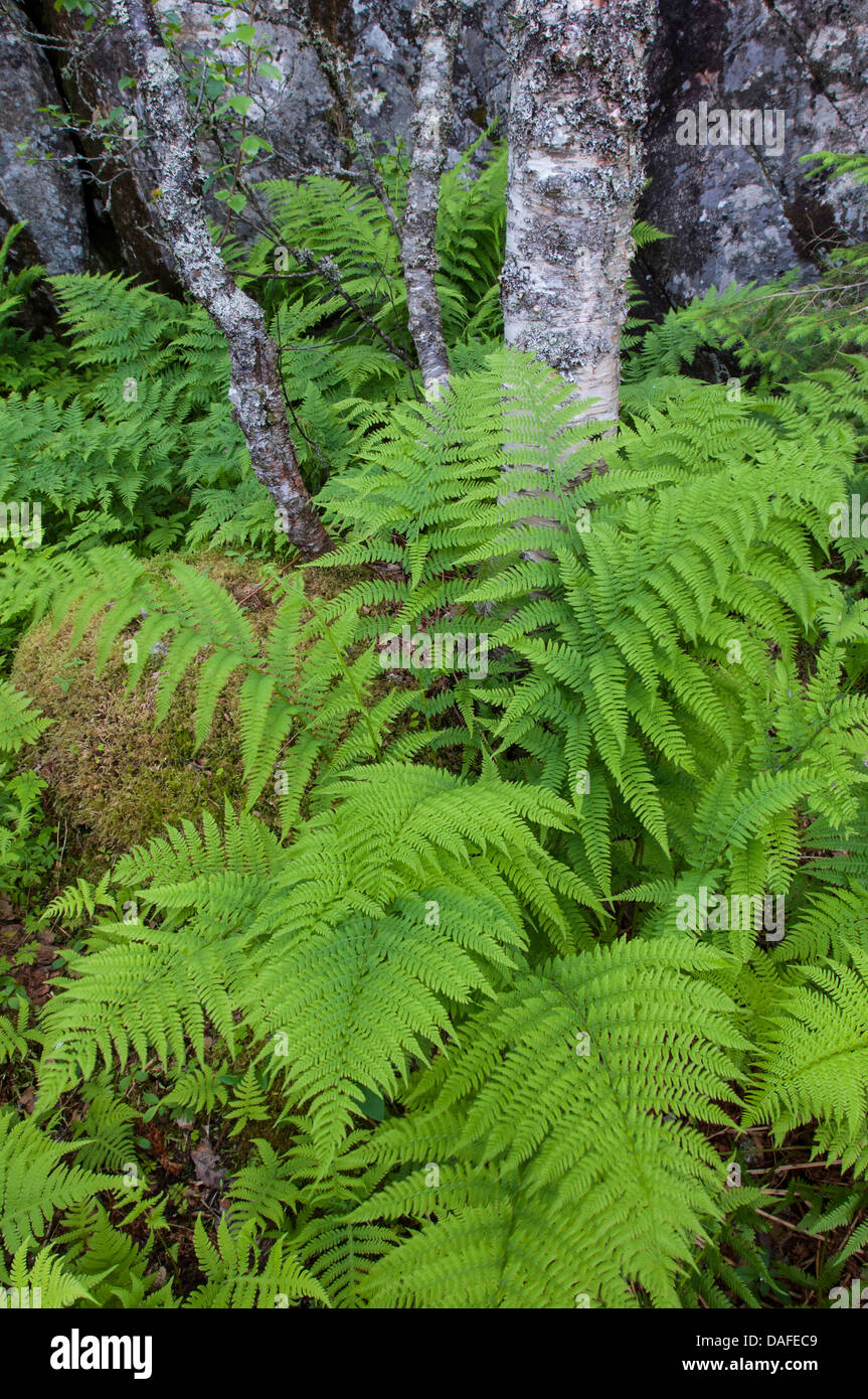 fern in birch forest, Norway Stock Photo - Alamy